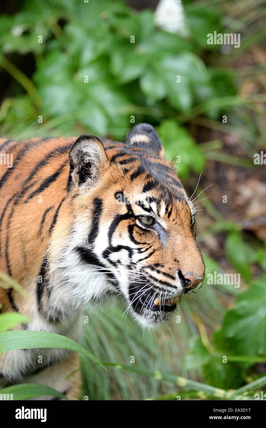 Tiger nose hi-res stock photography and images - Alamy