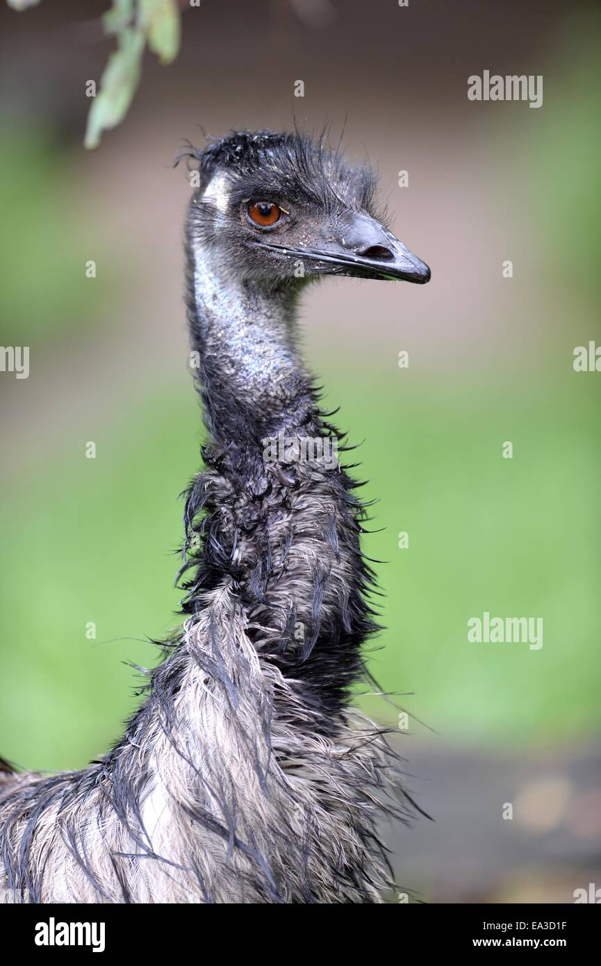 Emu eggs hi-res stock photography and images - Alamy