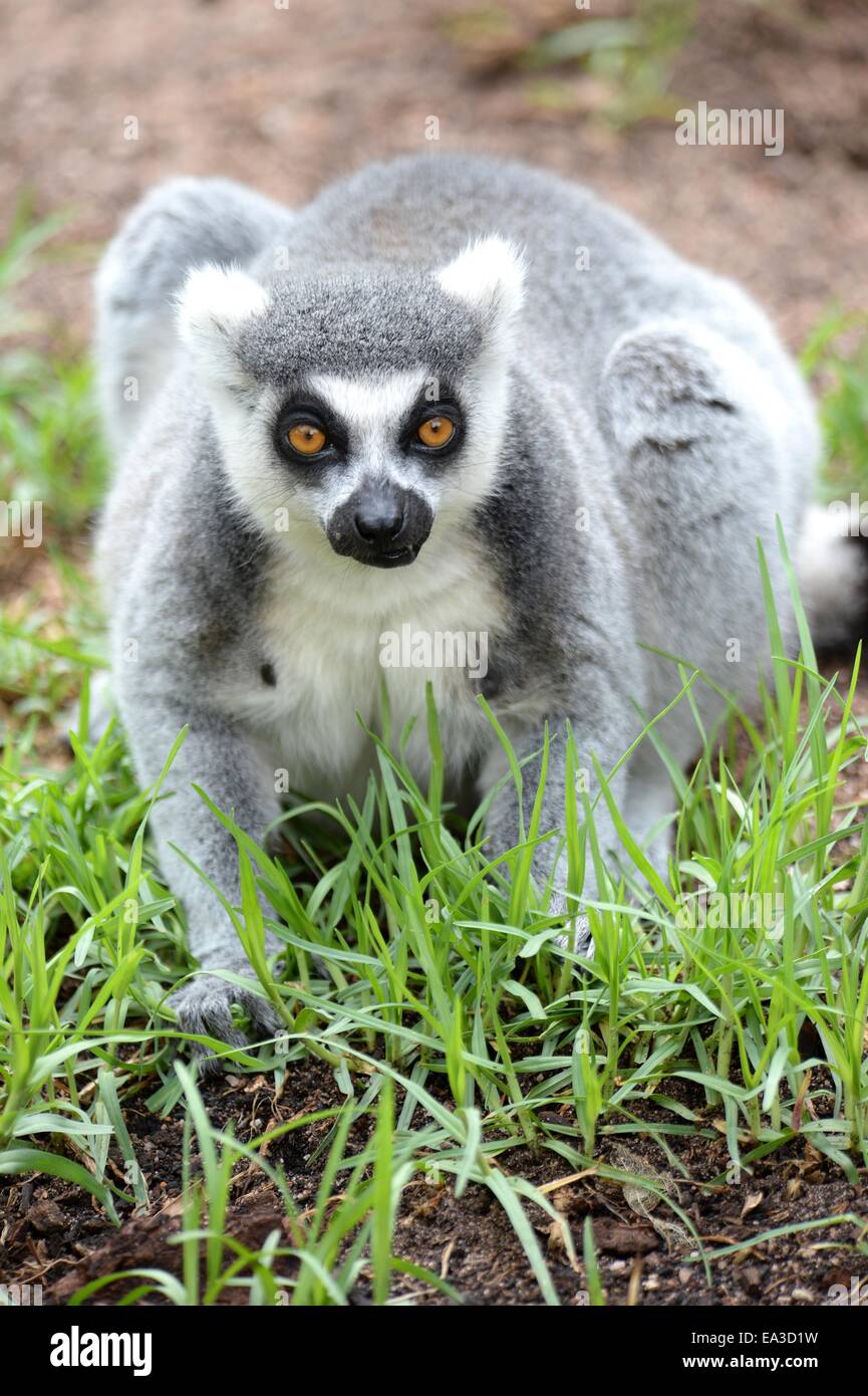 Ring Tailed Lemur Stock Photo - Alamy