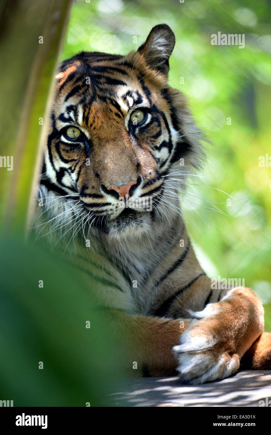Closeup dangerous green sumatran hi-res stock photography and images ...