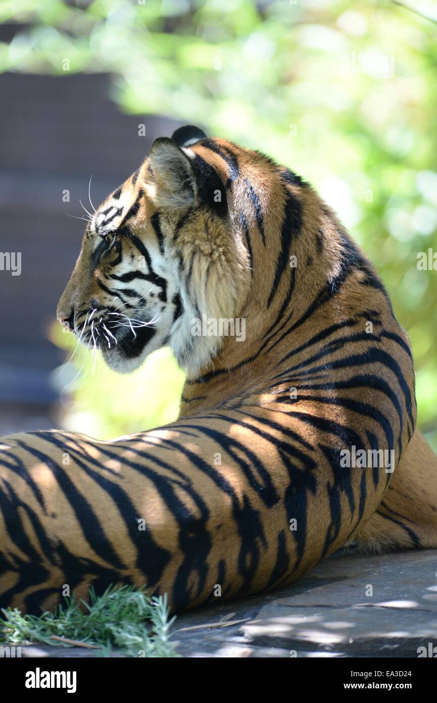 Tiger legs hi-res stock photography and images - Alamy