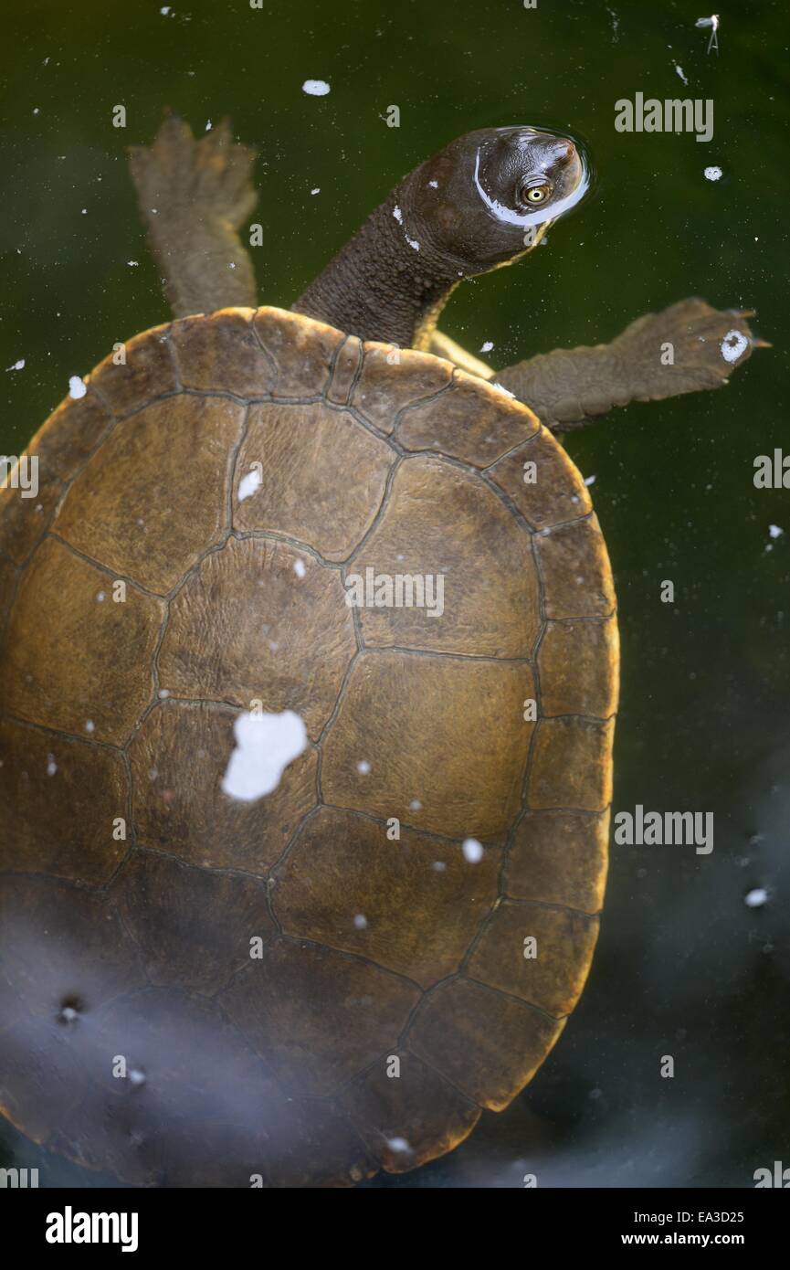 Short Neck Turtle Stock Photo - Alamy