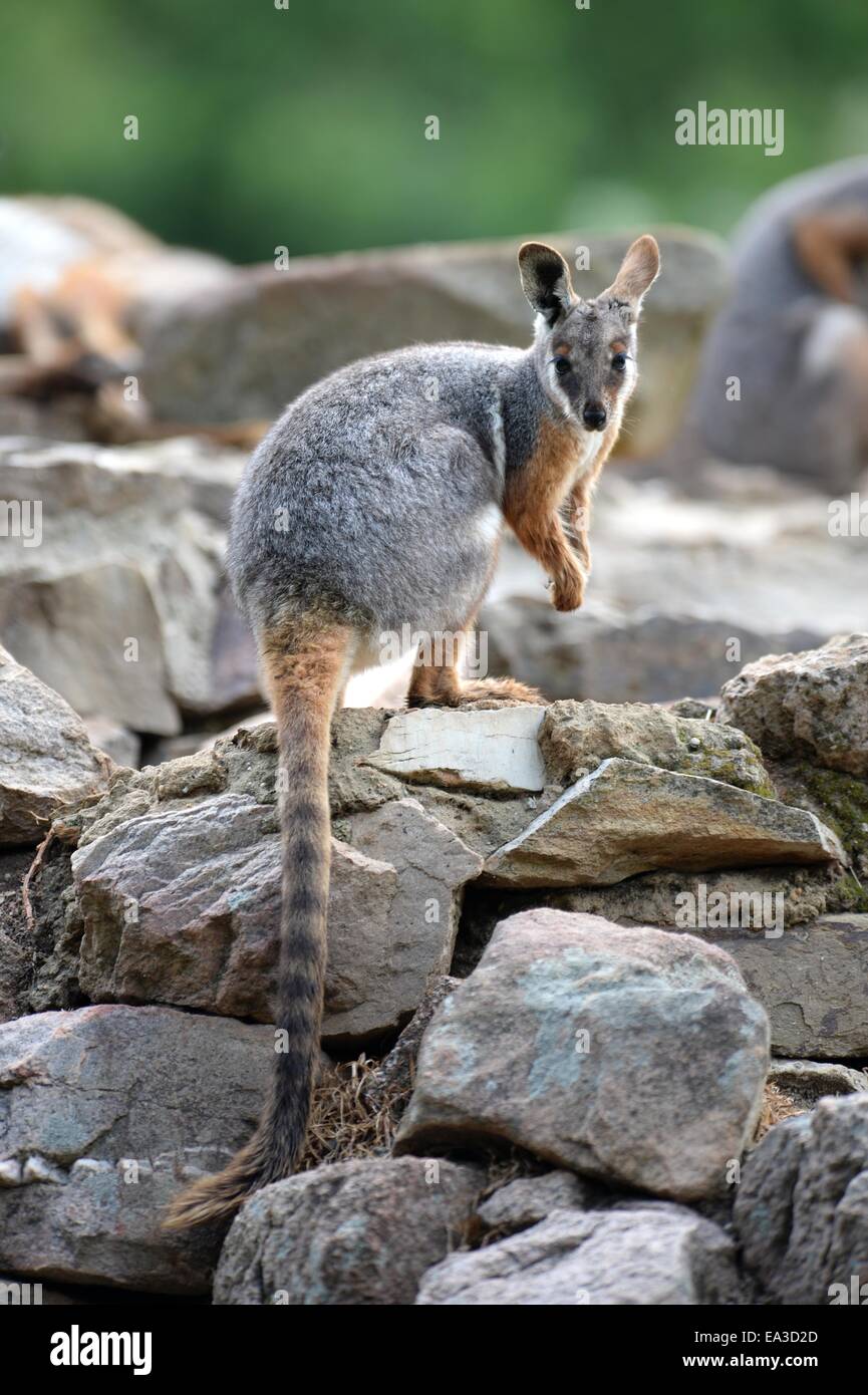 Yellow rock wallaby hi-res stock photography and images - Alamy