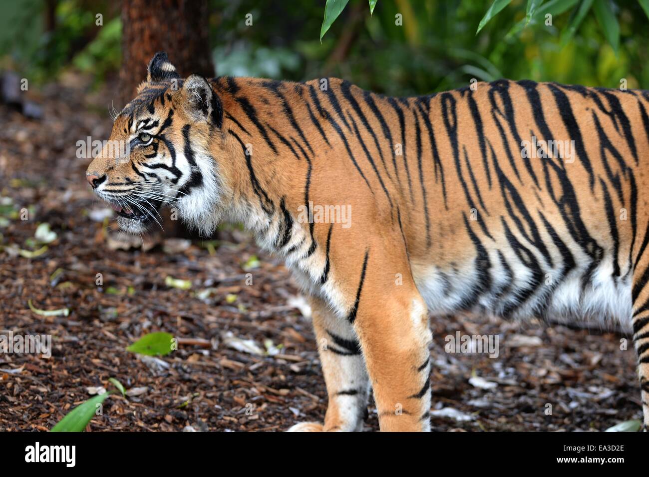 Sumatran tiger fur hi-res stock photography and images - Alamy
