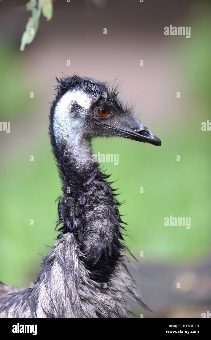 Emu eggs hi-res stock photography and images - Alamy
