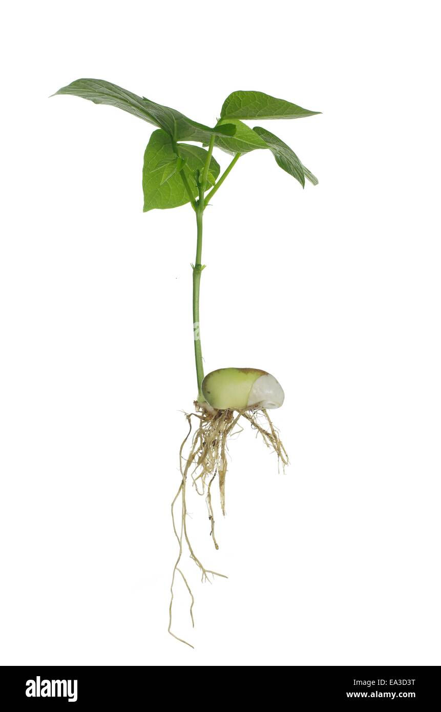 germinating bean on white background Stock Photo - Alamy