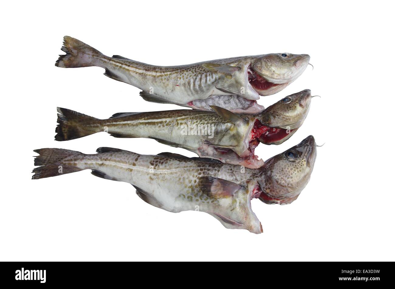 two cods on a white background Stock Photo - Alamy