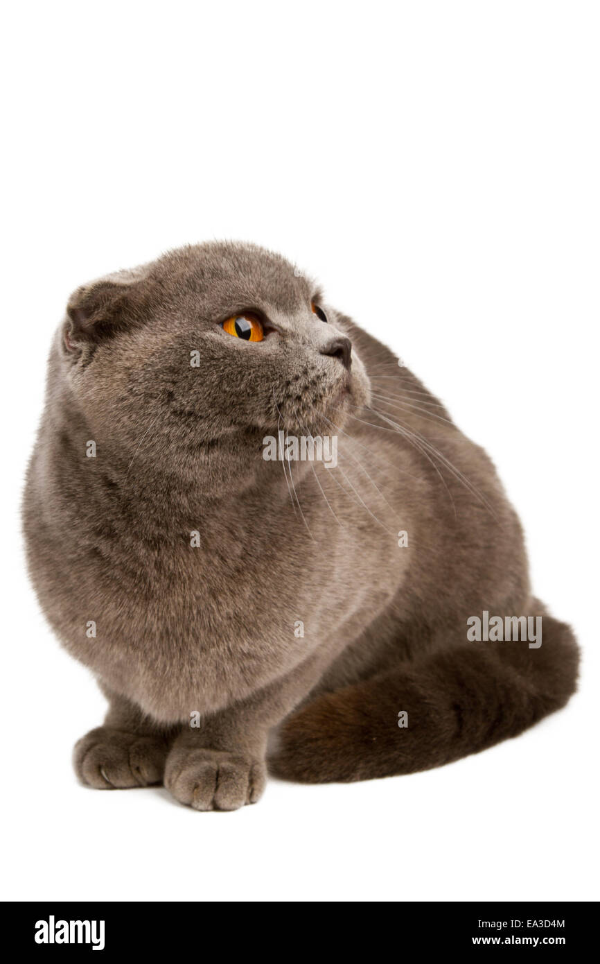 Front view old british Cut Out Stock Images & Pictures - Alamy