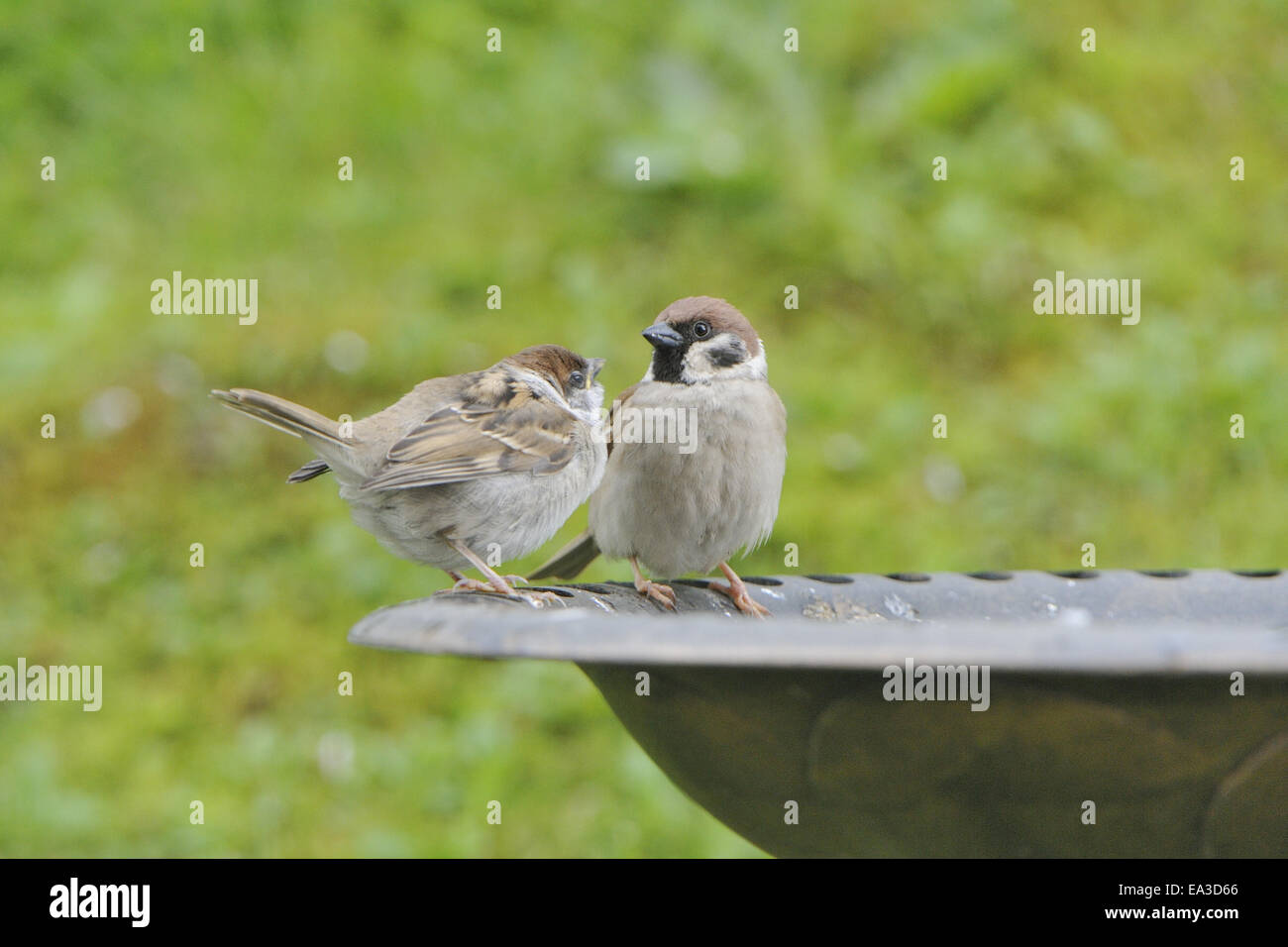 Eurasian tree hi-res stock photography and images - Alamy
