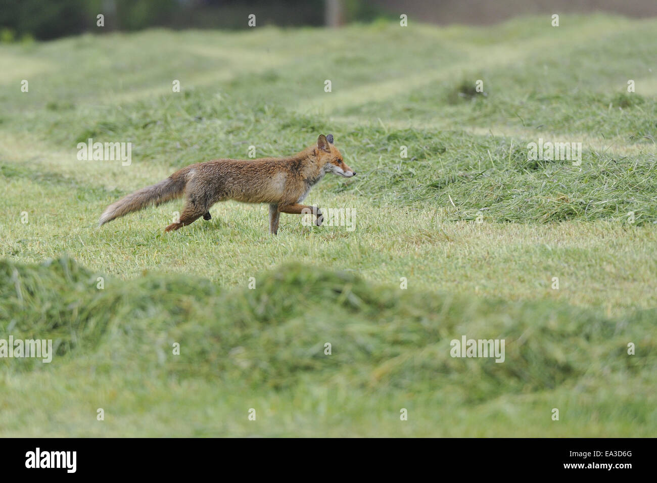 Dangerous fox hi-res stock photography and images - Alamy