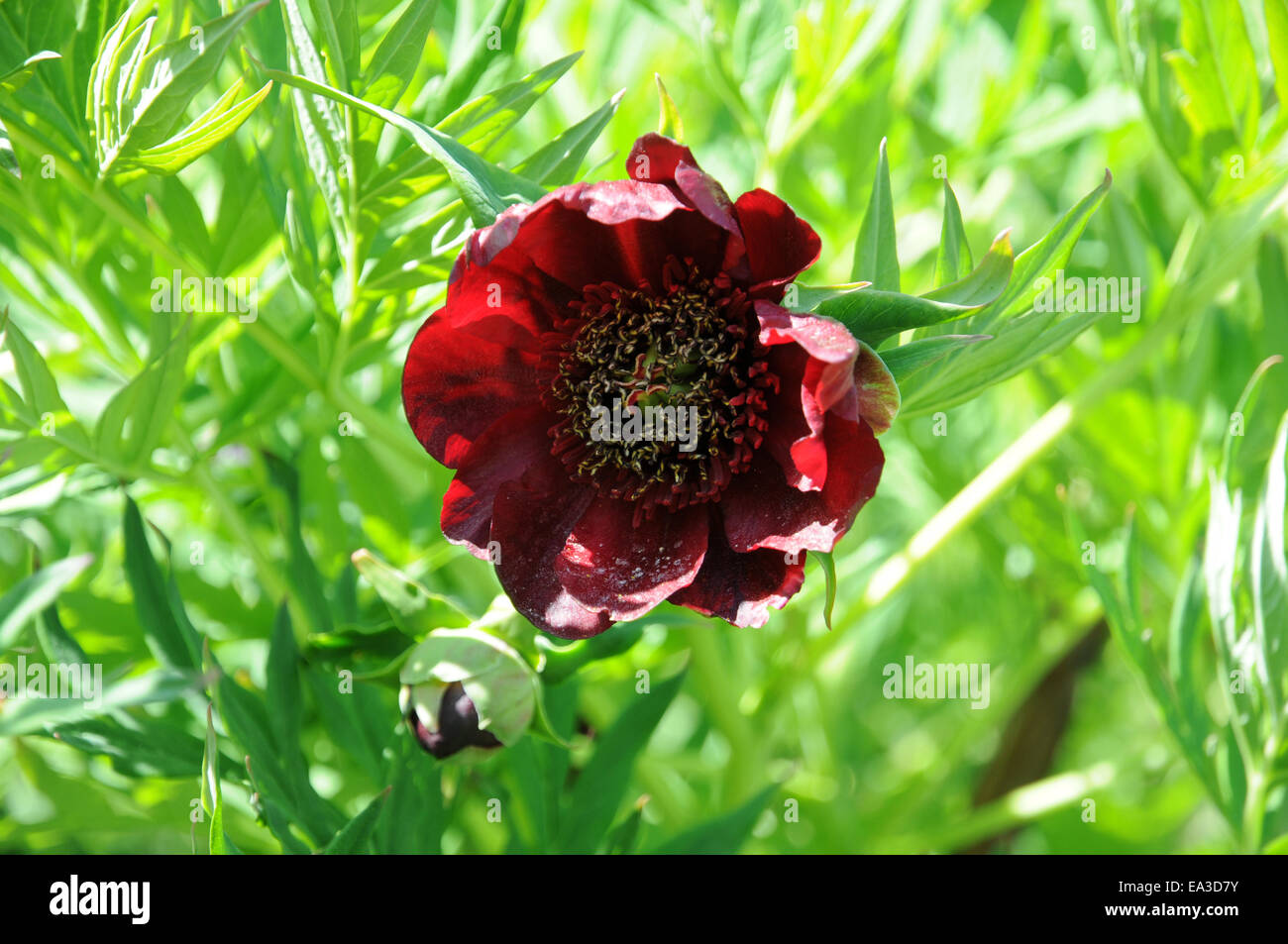 Paeonia delavayi hi-res stock photography and images - Alamy