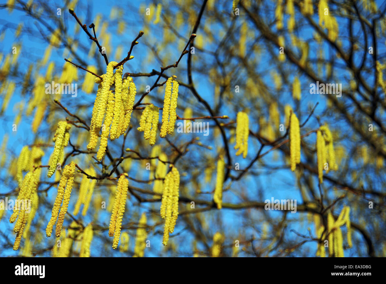 Erle pollen hi-res stock photography and images - Alamy