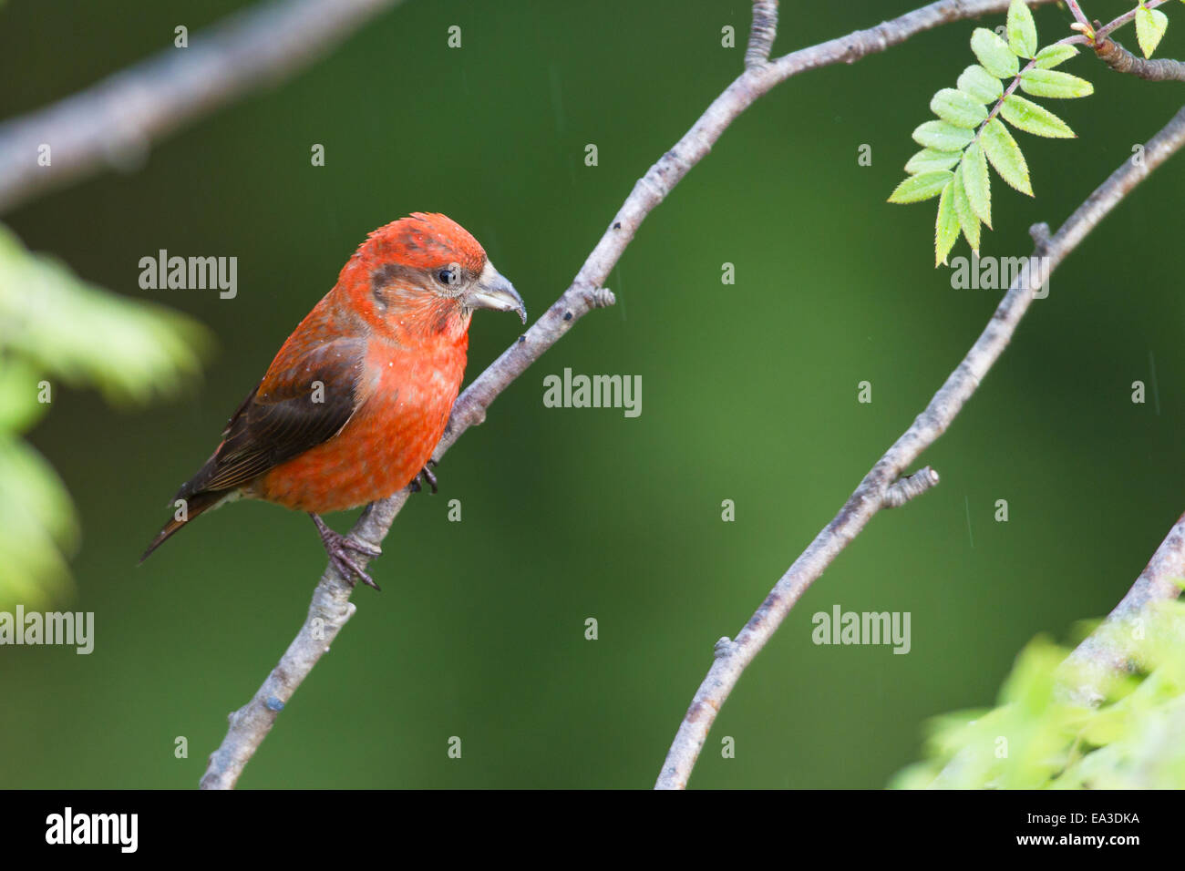 Common crossbill hi-res stock photography and images - Alamy