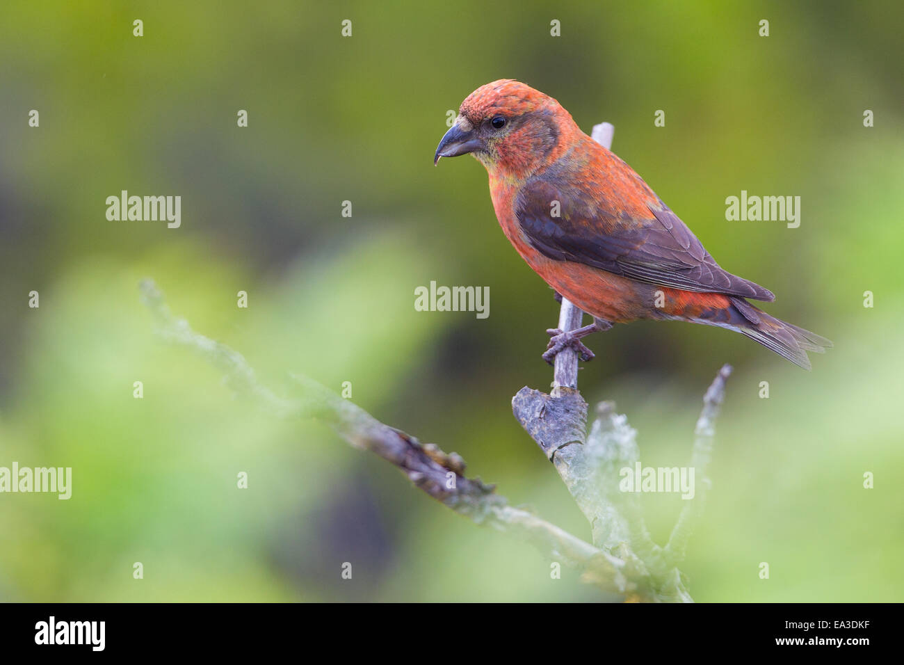 Common crossbill hi-res stock photography and images - Alamy