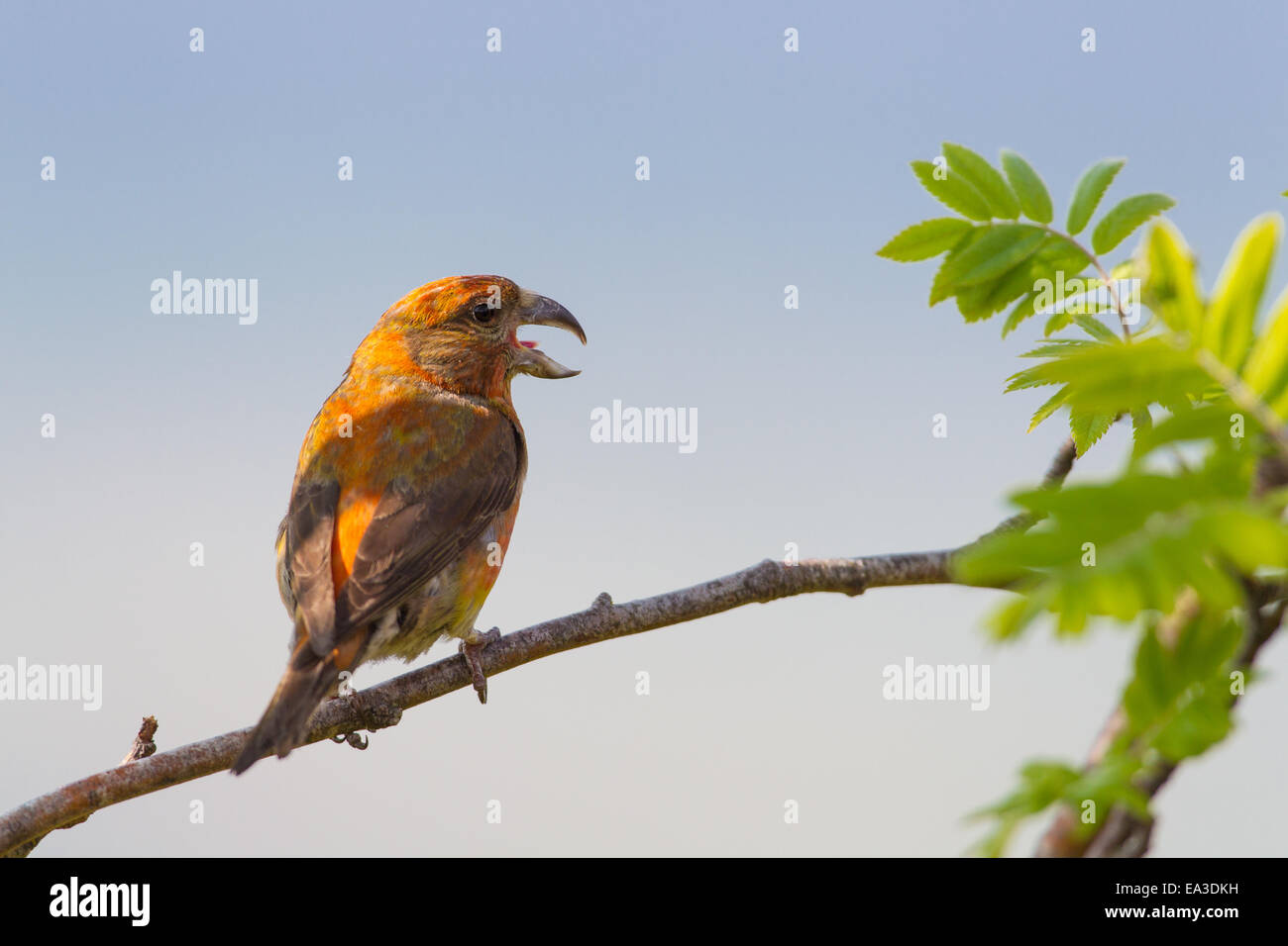 Common crossbill hi-res stock photography and images - Alamy