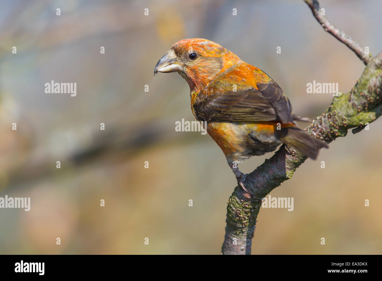 Common crossbill hi-res stock photography and images - Alamy