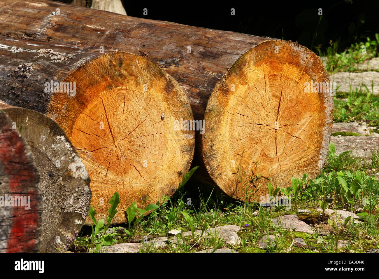felled tree trunks Stock Photo - Alamy