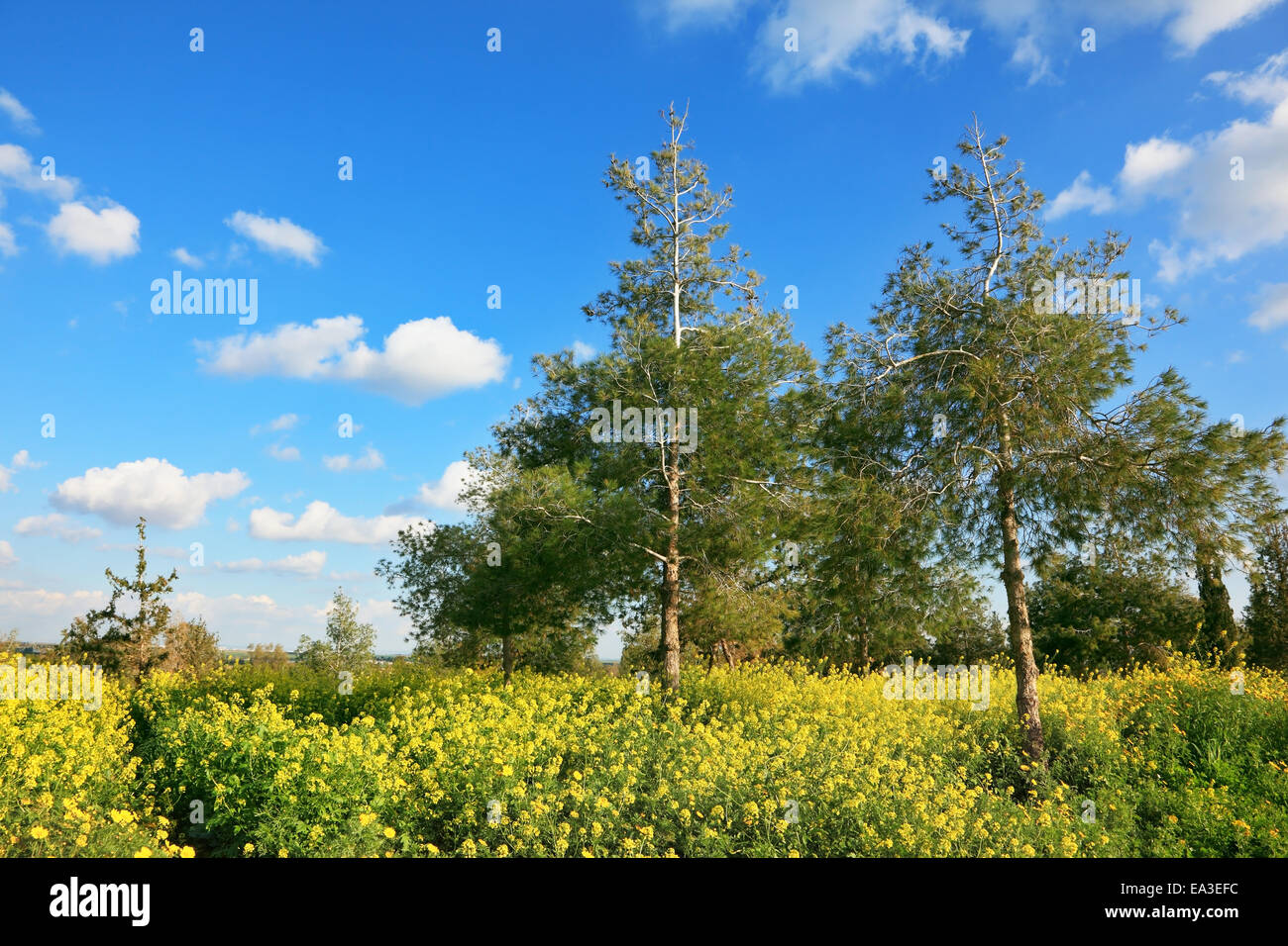 Fields spring blue sky hi-res stock photography and images - Alamy