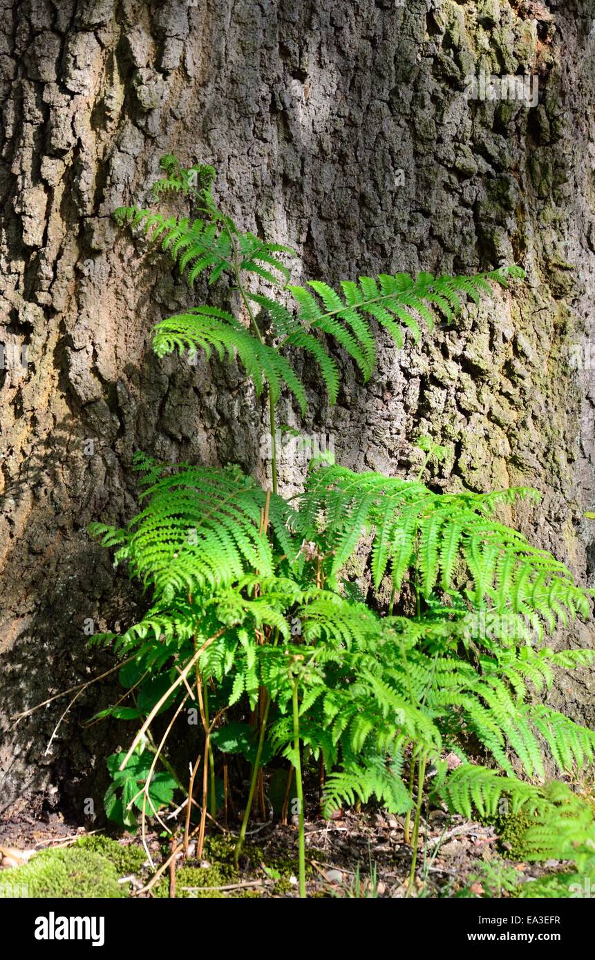 Fern and bark Stock Photo - Alamy