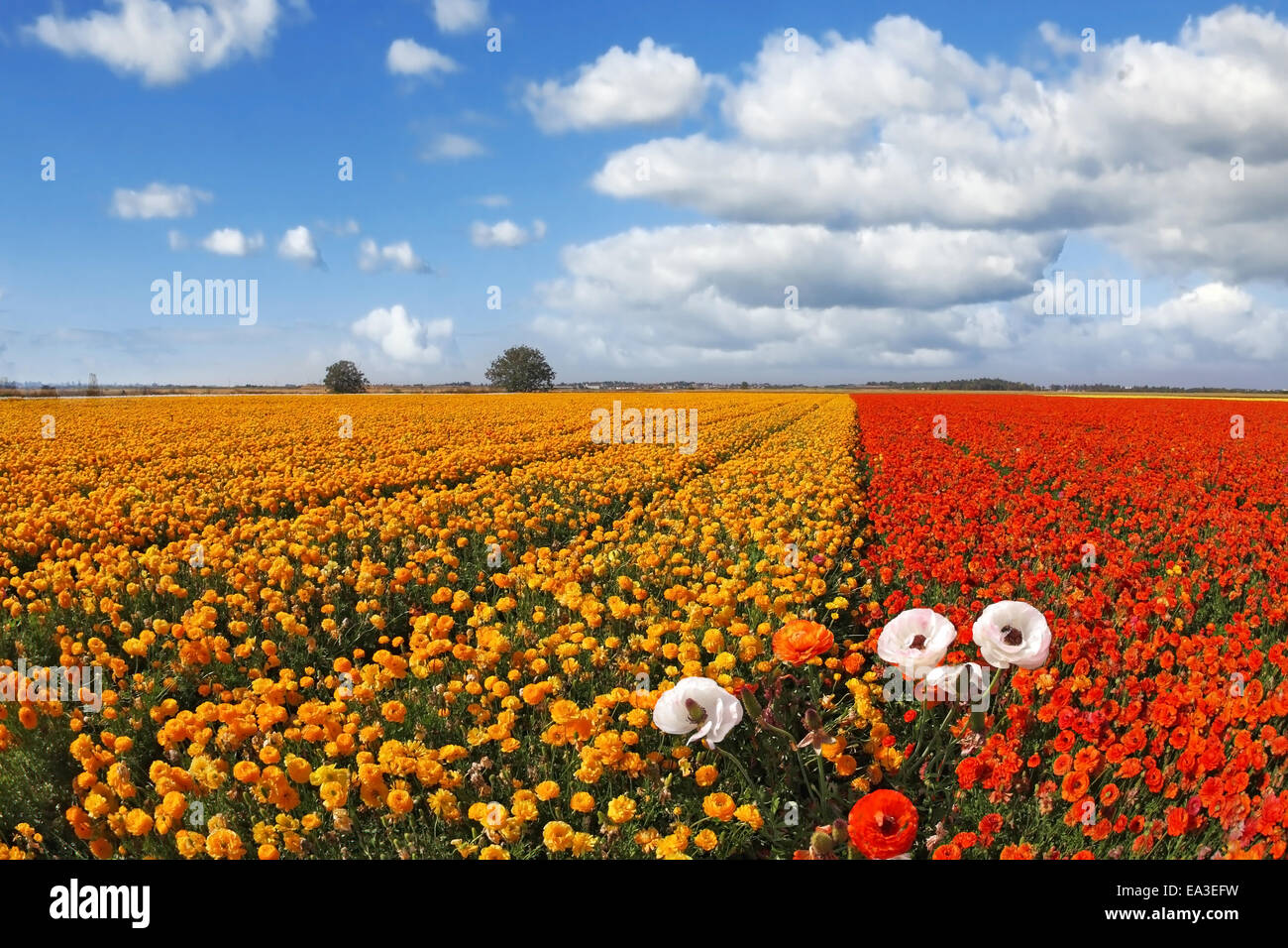 The field flowers by an lens Fish eye Stock Photo - Alamy