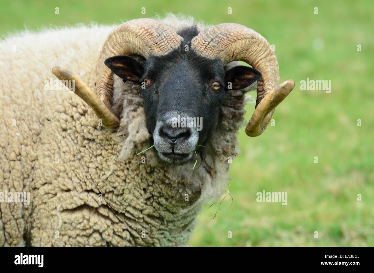 Ram looking at camera Stock Photo - Alamy