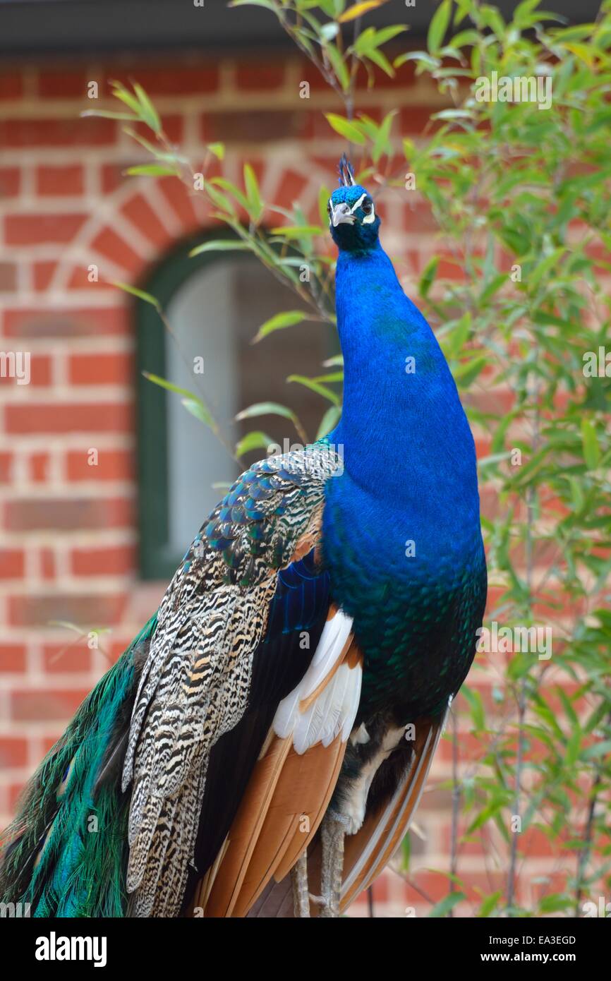 Peacock standing hi-res stock photography and images - Alamy