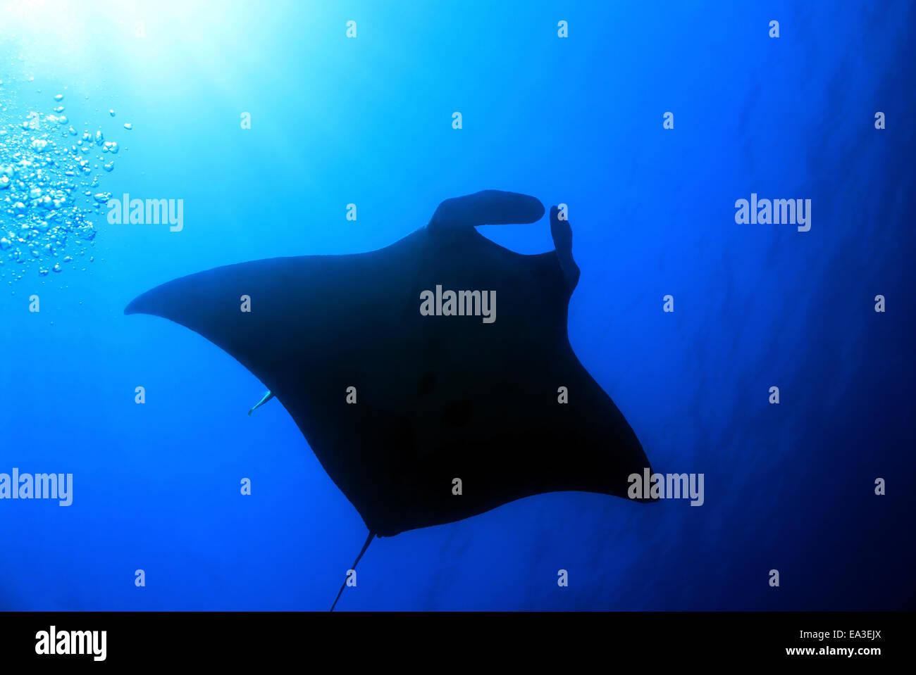 Manta ray images hi-res stock photography and images - Alamy