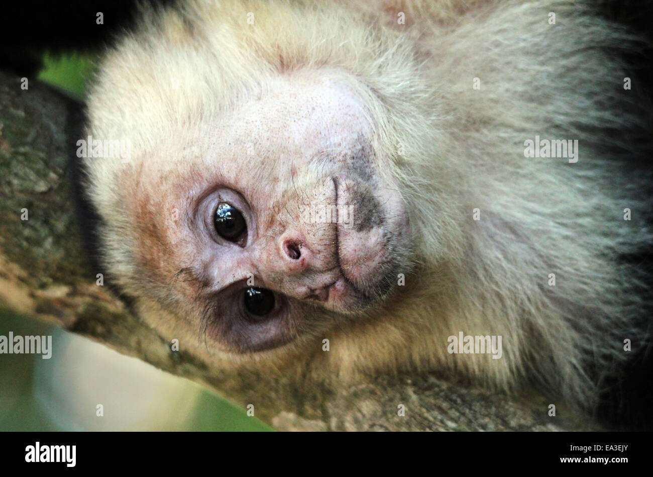 White headed cap hi-res stock photography and images - Alamy