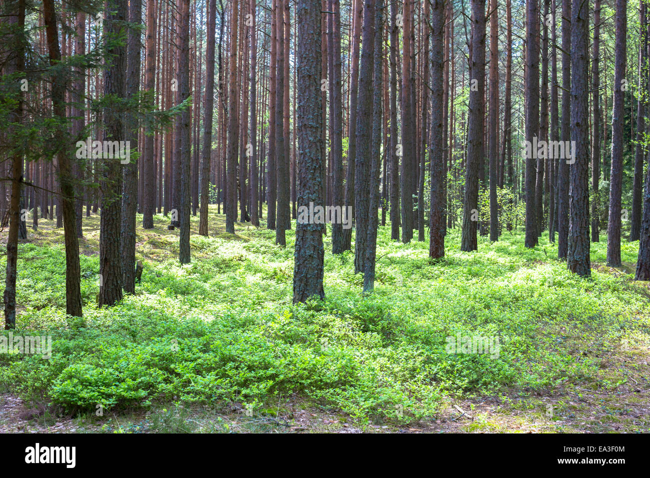 Belarus region hi-res stock photography and images - Alamy