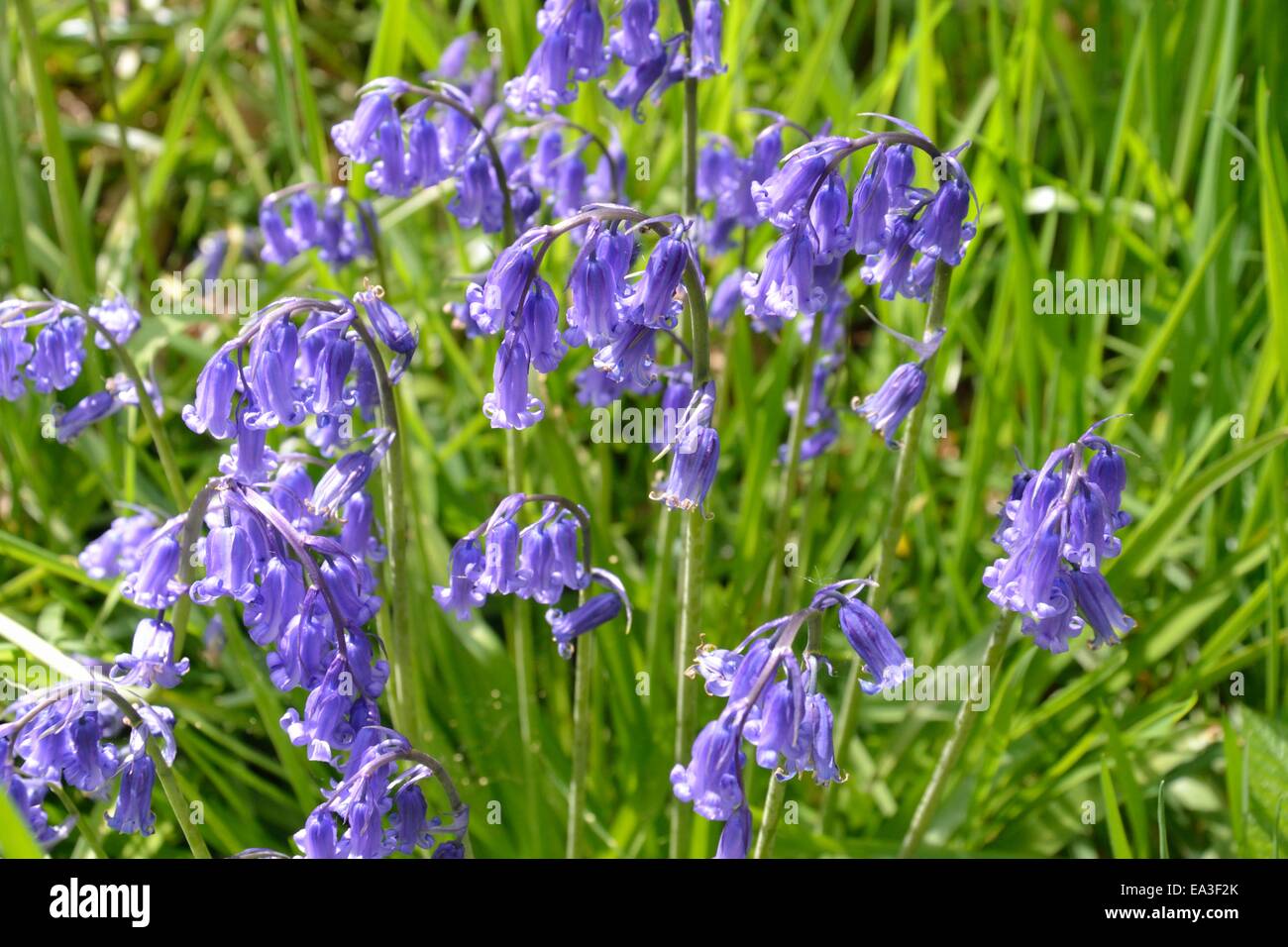 group of bluebells Stock Photo - Alamy
