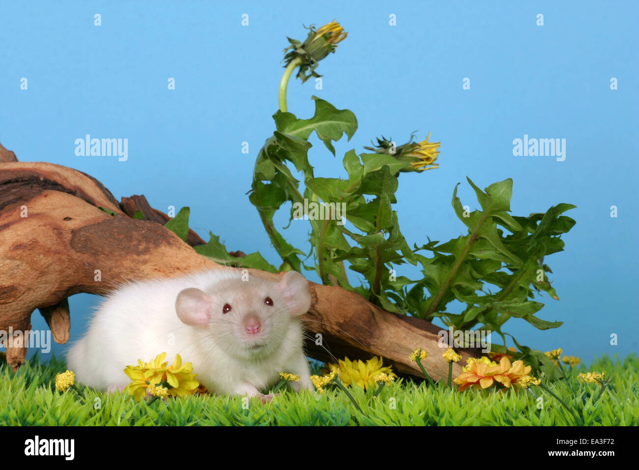 Root rats hi-res stock photography and images - Alamy