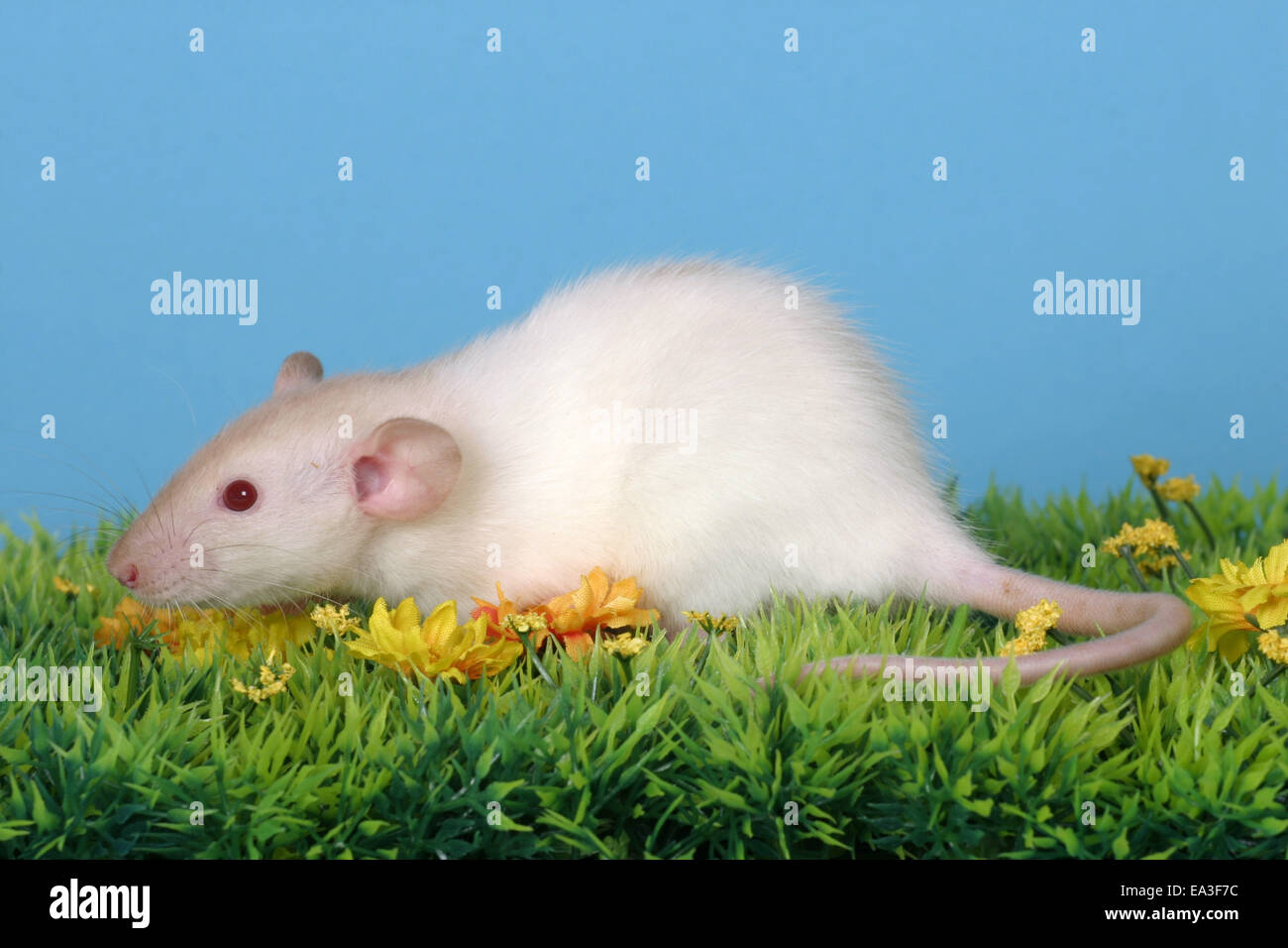 Rat view hi-res stock photography and images - Alamy