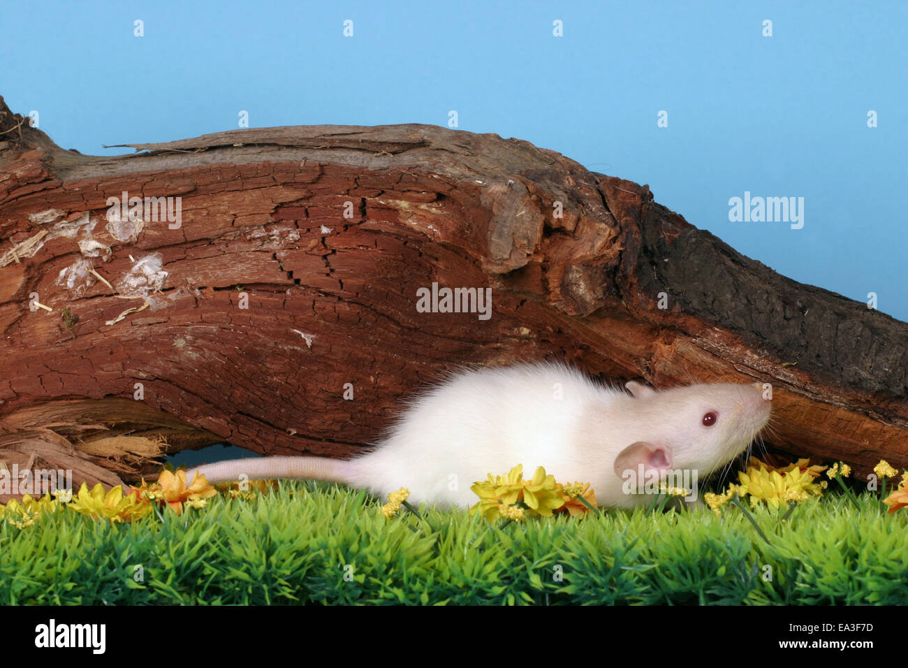 Root rats hi-res stock photography and images - Alamy