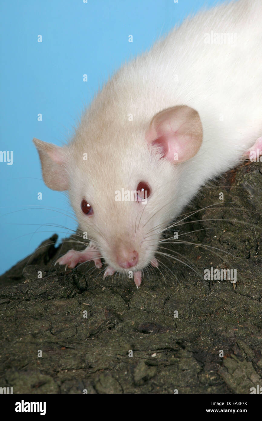 Blue rat hi-res stock photography and images - Alamy