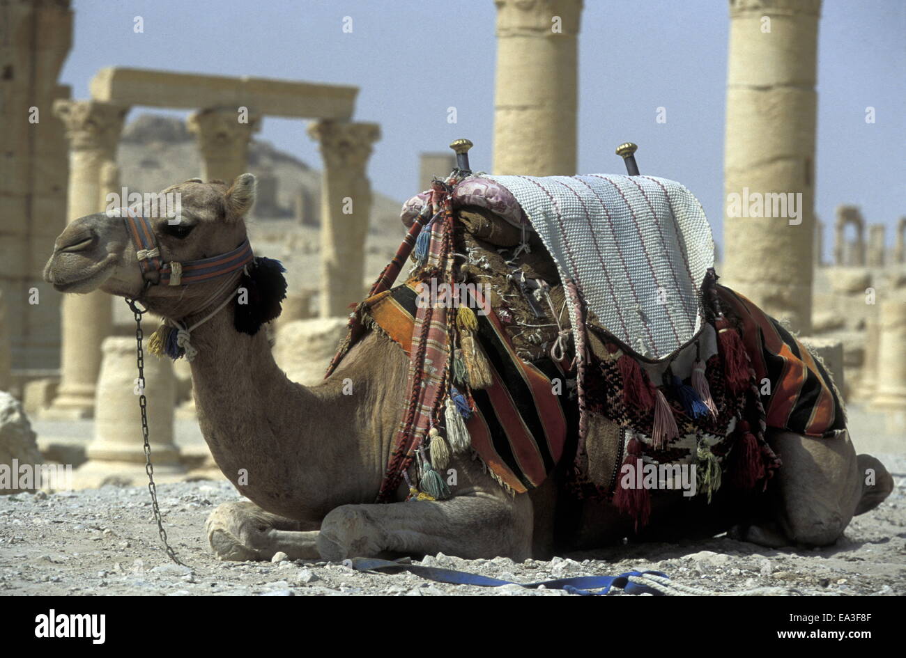 Kameltour hi-res stock photography and images - Alamy