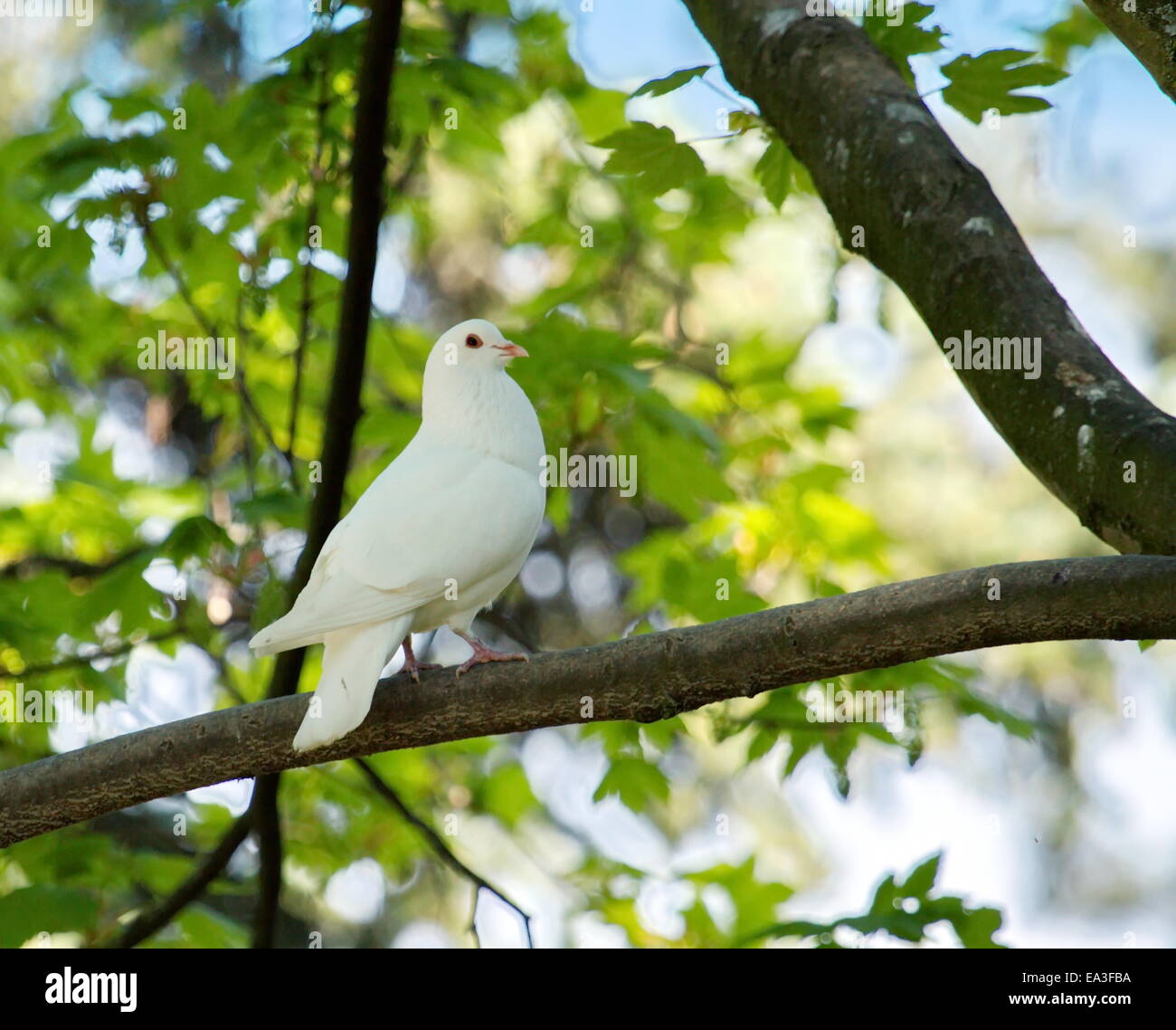 Beautiful dove in tree hi-res stock photography and images - Alamy