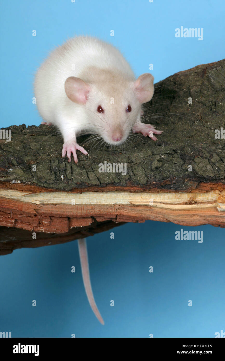 Root rats hi-res stock photography and images - Alamy