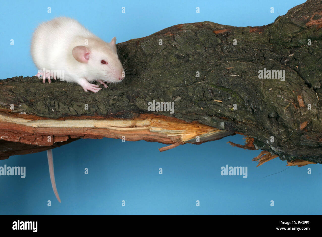 Root rats hi-res stock photography and images - Alamy