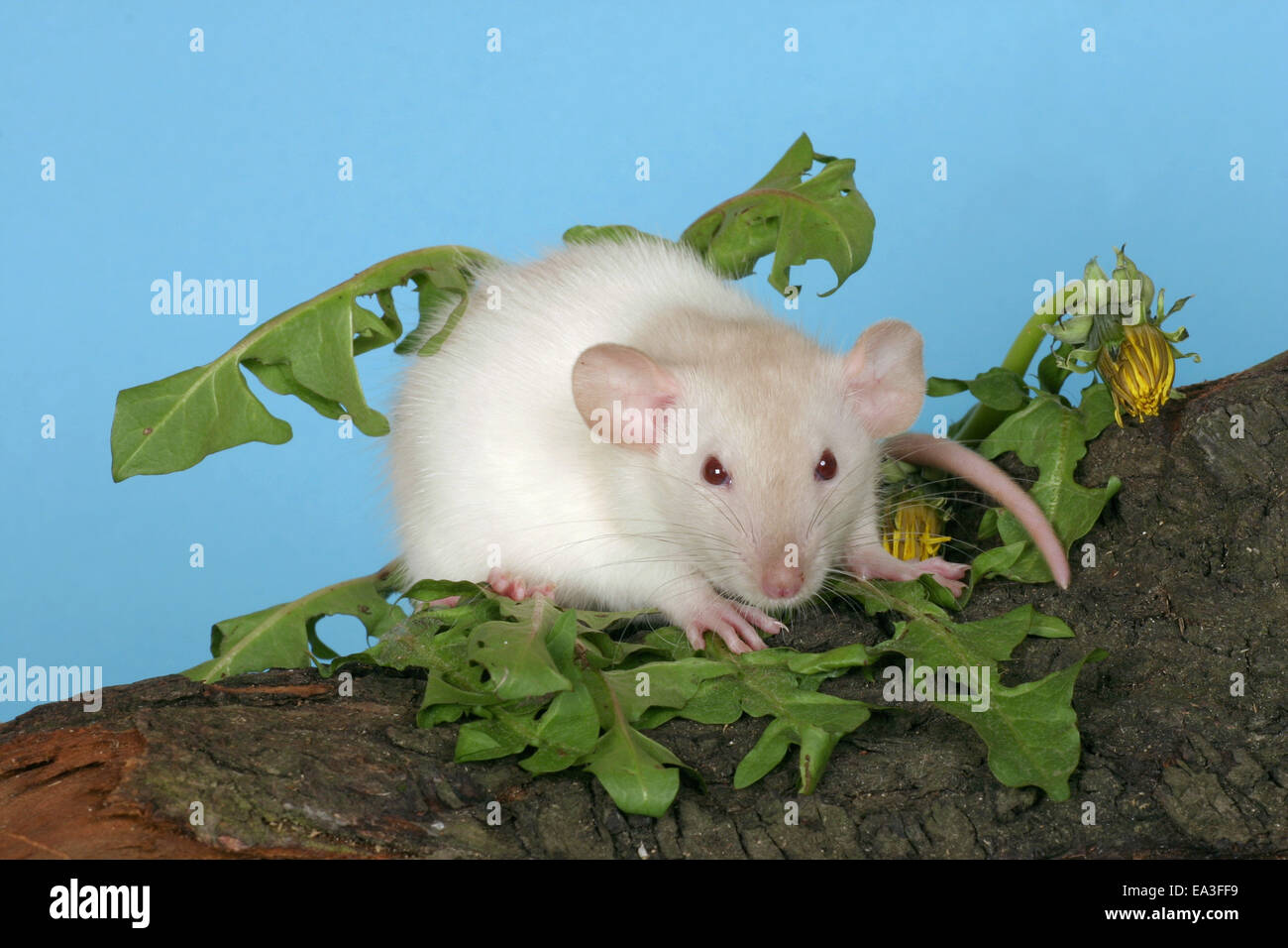 Sitting rat hi-res stock photography and images - Alamy