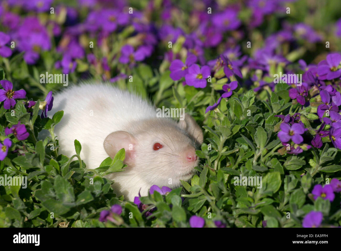 Rats outside hi-res stock photography and images - Alamy