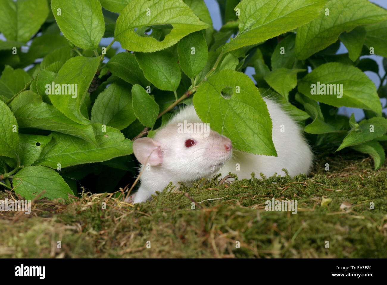 Indoor plants hi-res stock photography and images - Alamy