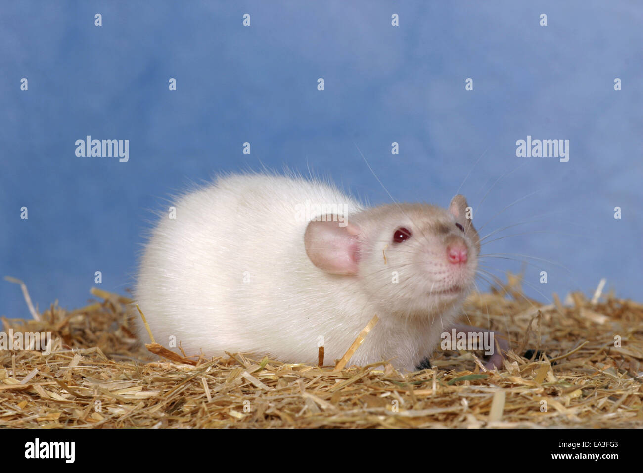 Rat litter hi-res stock photography and images - Alamy