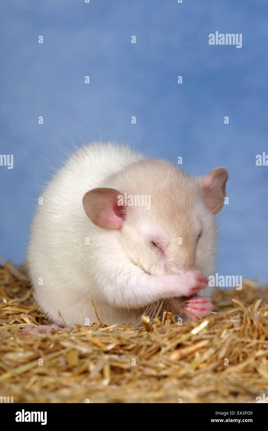 Grooming Rat Stock Photos & Grooming Rat Stock Images - Alamy