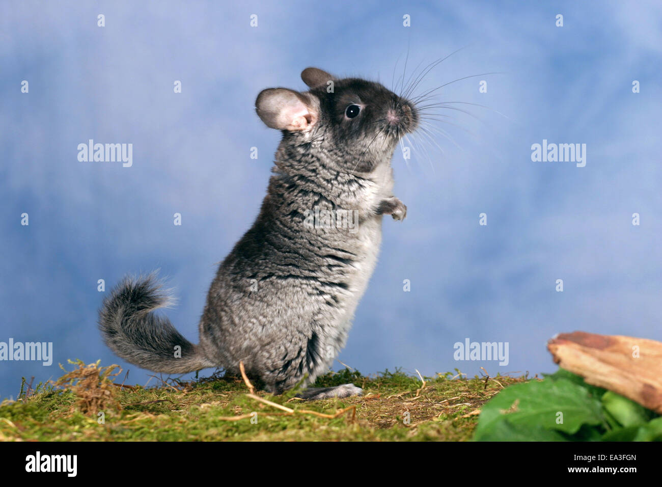 Chinchilla standing hi-res stock photography and images - Alamy