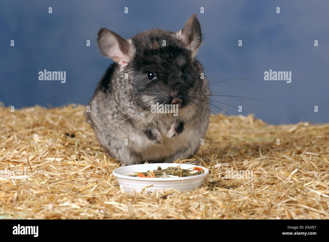 Can Chinchillas Eat Meat