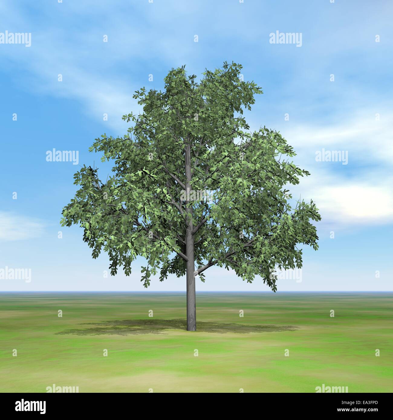 Brachychiton tree hi-res stock photography and images - Alamy