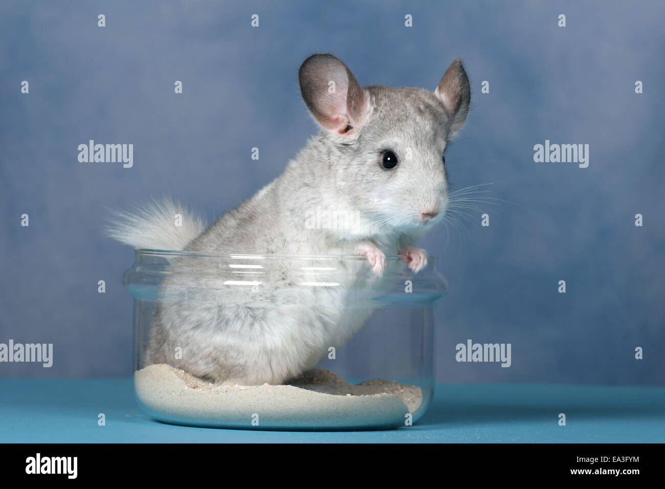 Chinchilla bath hi-res stock photography and images - Alamy