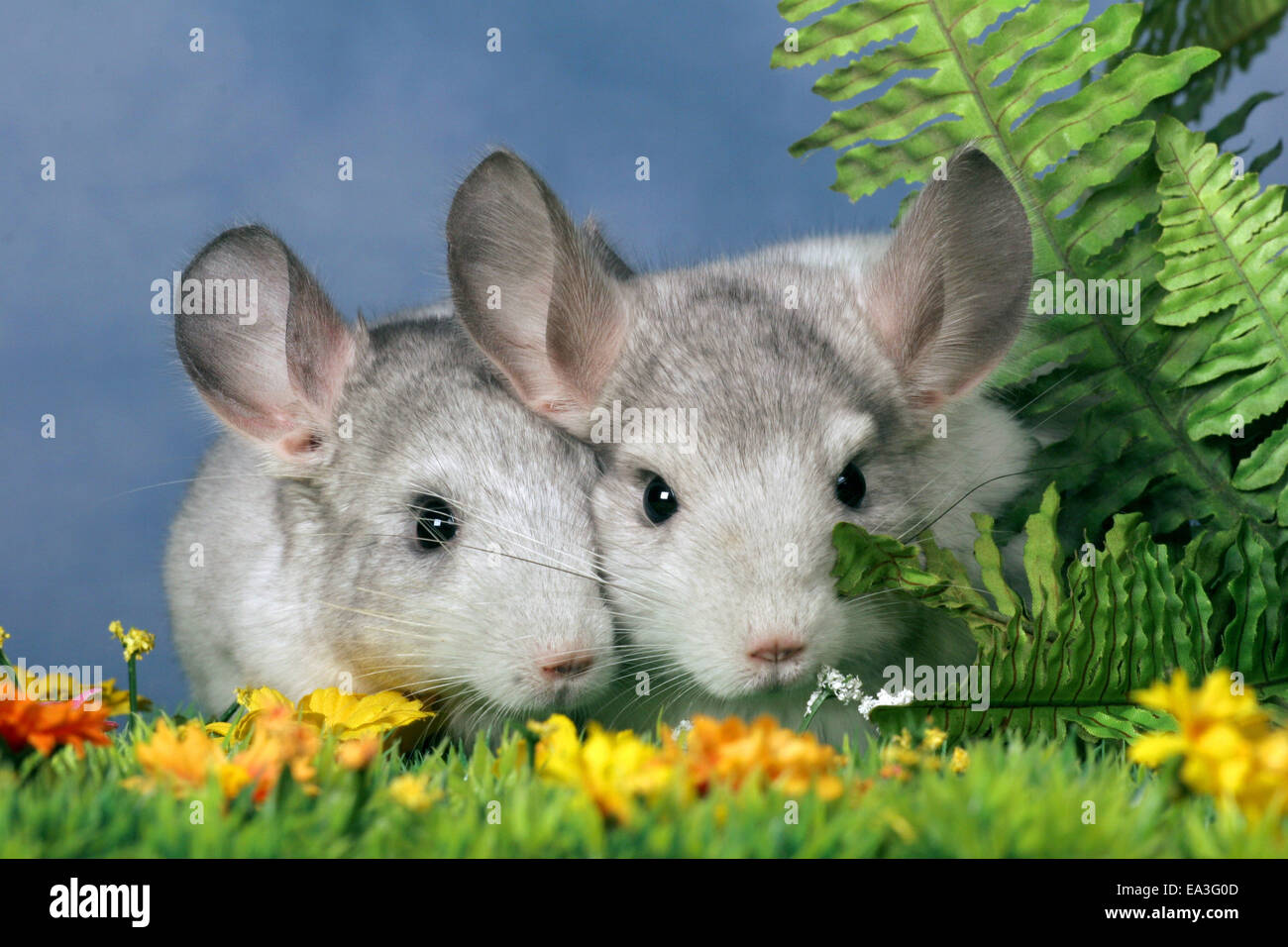 Two eye light hi-res stock photography and images - Alamy