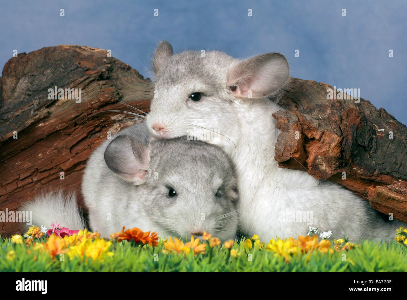 Cuddles cuddling hi-res stock photography and images - Alamy