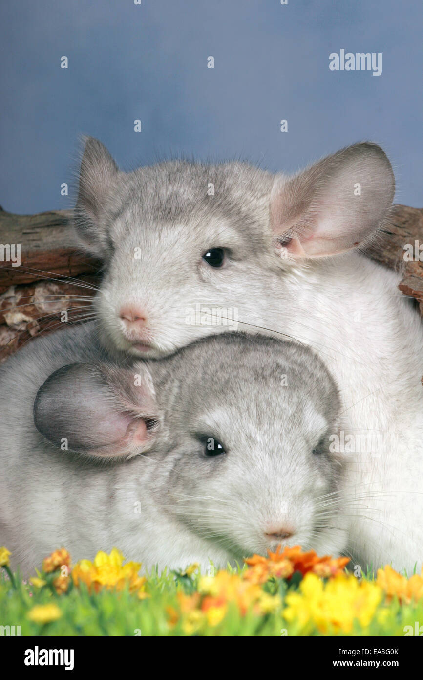 Cuddling two hi-res stock photography and images - Alamy